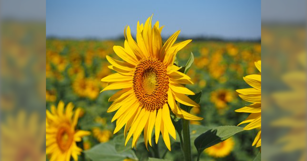 Trudy L. (Cunningham) Finley - Assalley Funeral Homes